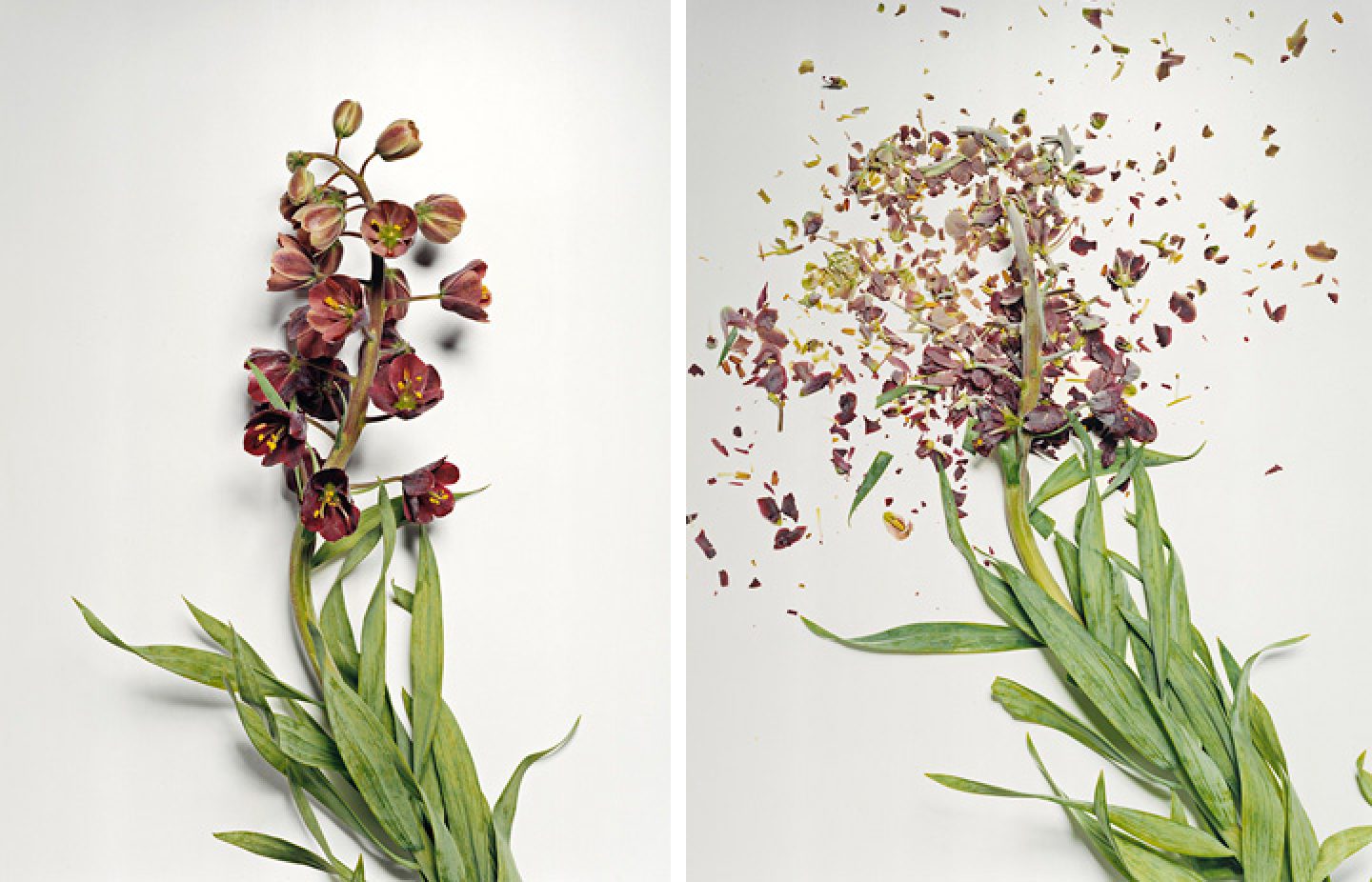 Broken Flowers - IGNANT