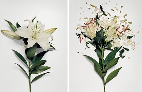 Broken Flowers - IGNANT