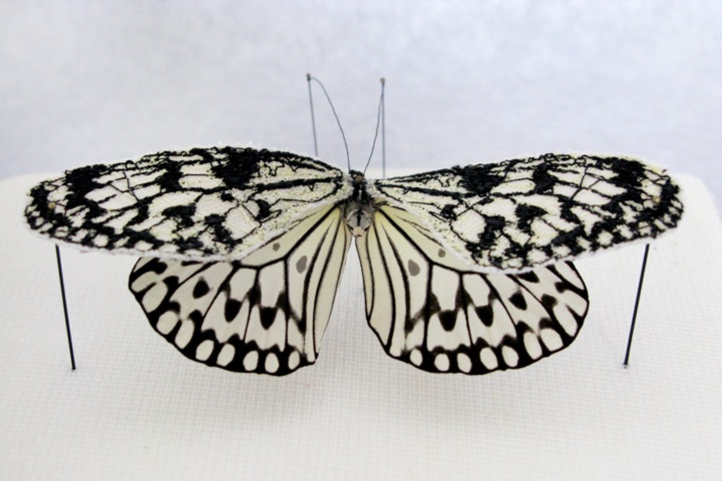 Broken Butterflies - IGNANT