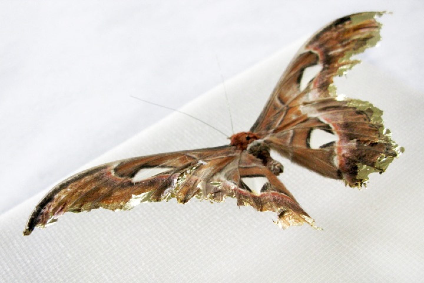 Broken Butterflies - IGNANT