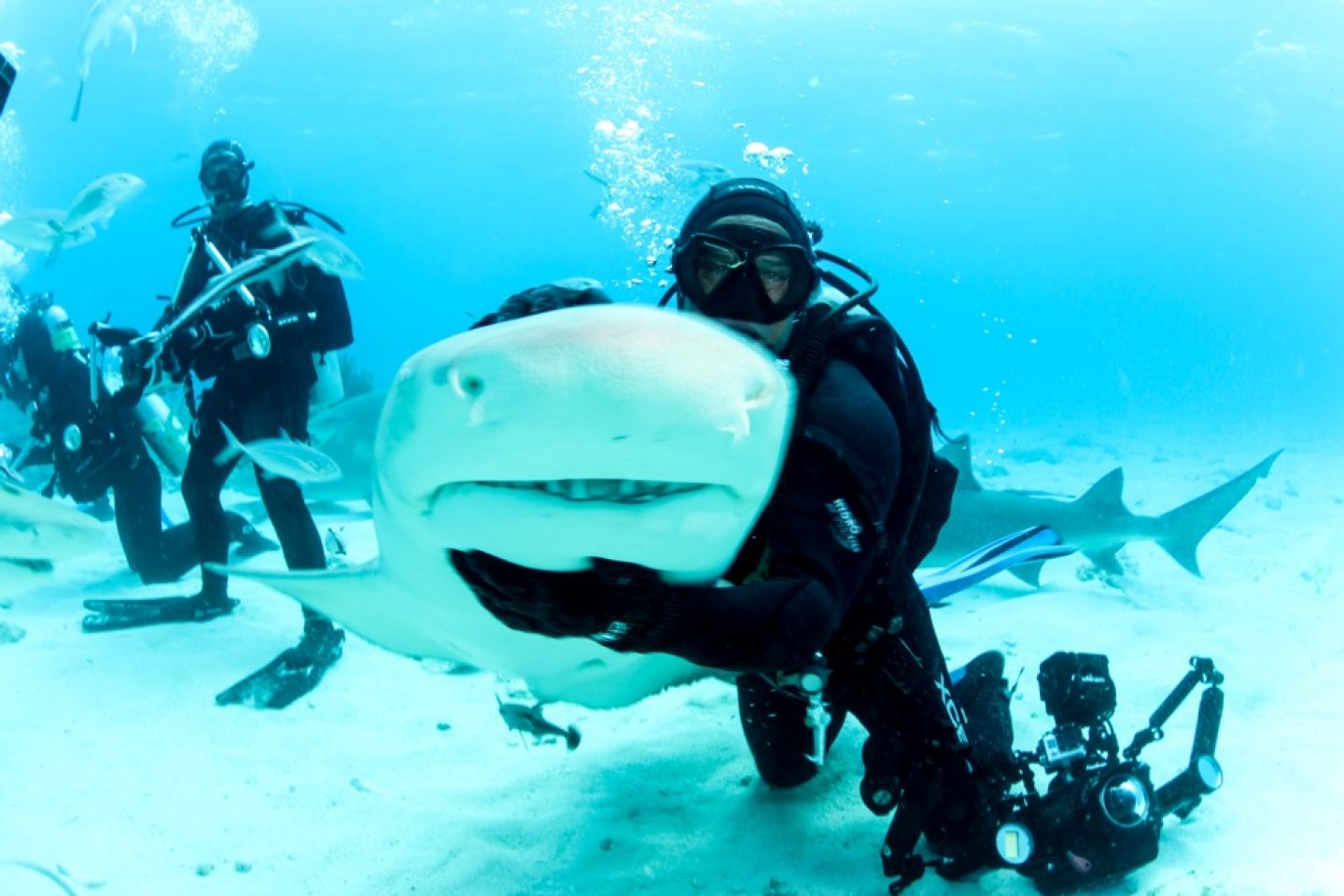 The Shark Whisperer - IGNANT