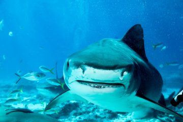 The Shark Whisperer - IGNANT