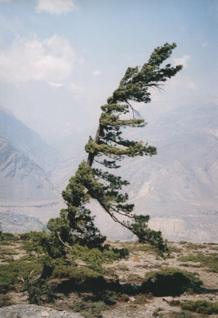 some windy trees - IGNANT