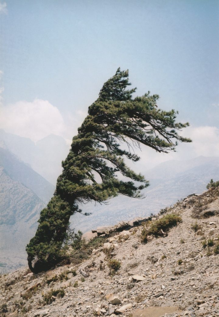 some windy trees - IGNANT