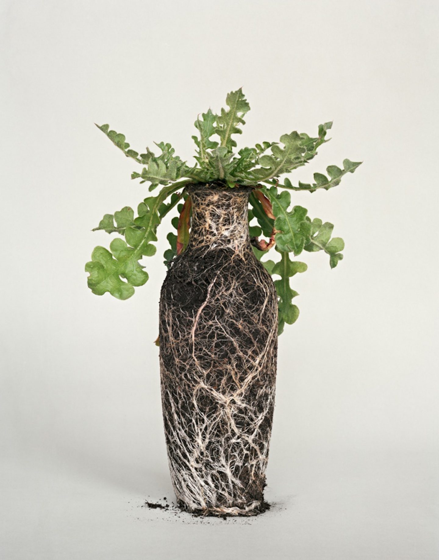 Nurture Studies by Diana Scherer - IGNANT