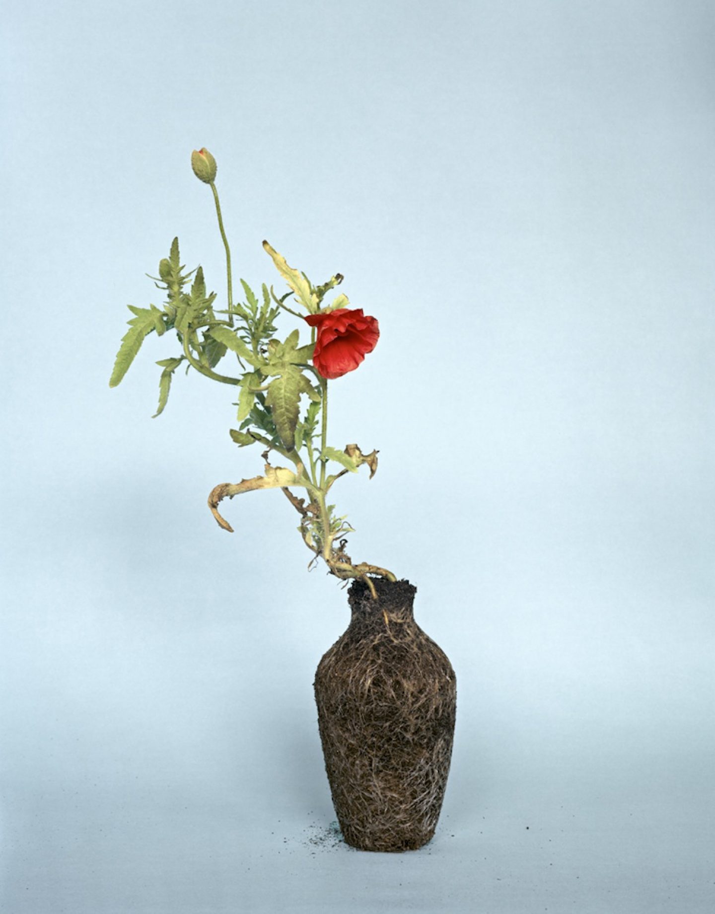 Nurture Studies by Diana Scherer - IGNANT