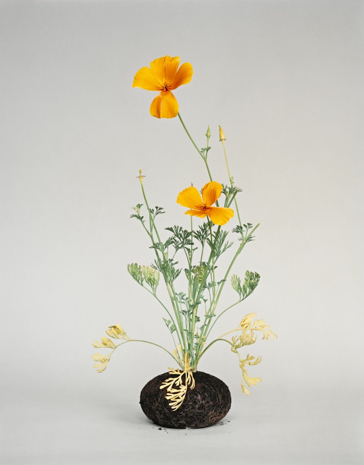 Nurture Studies by Diana Scherer - IGNANT