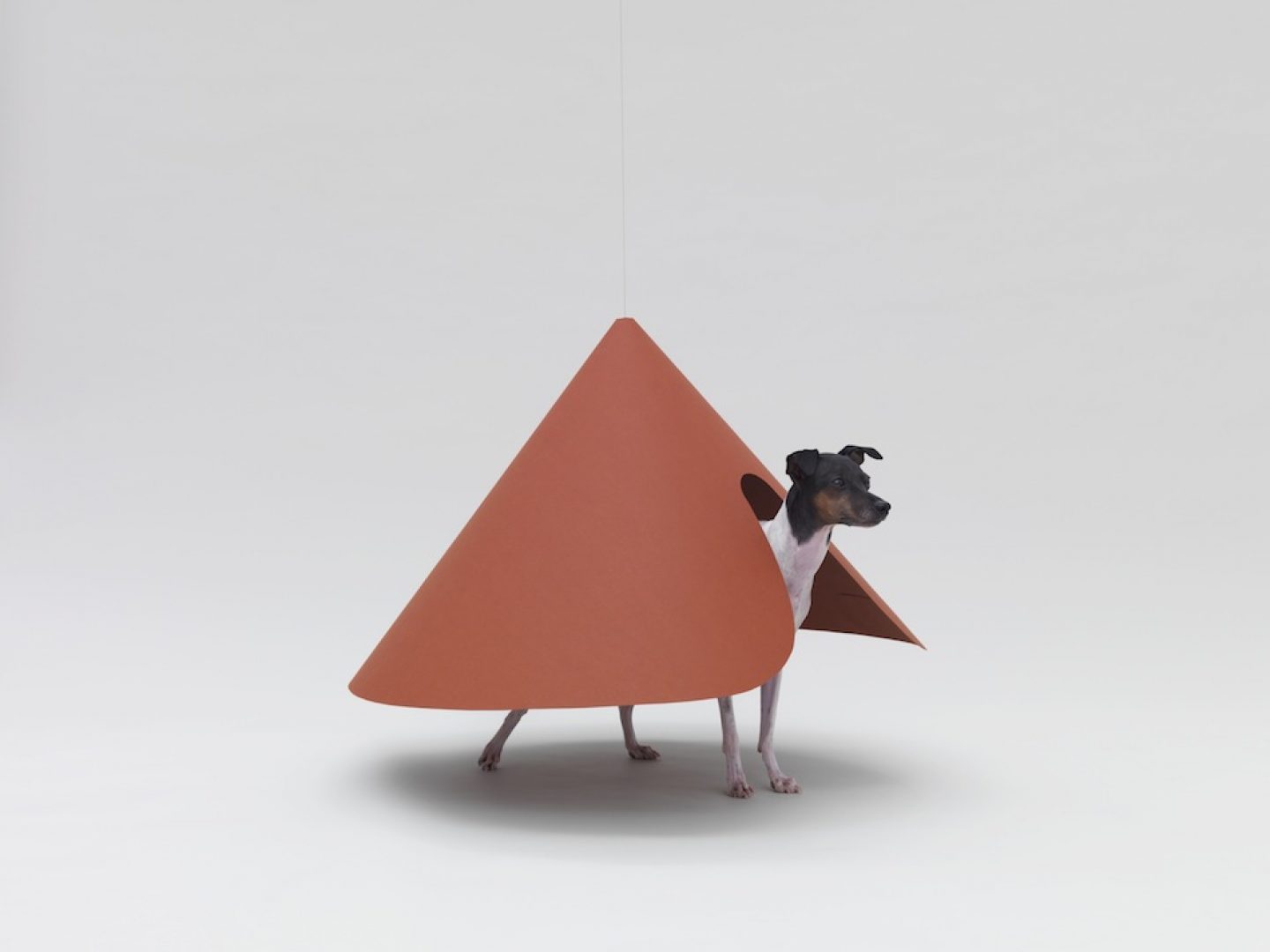 Architecture for Dogs - IGNANT