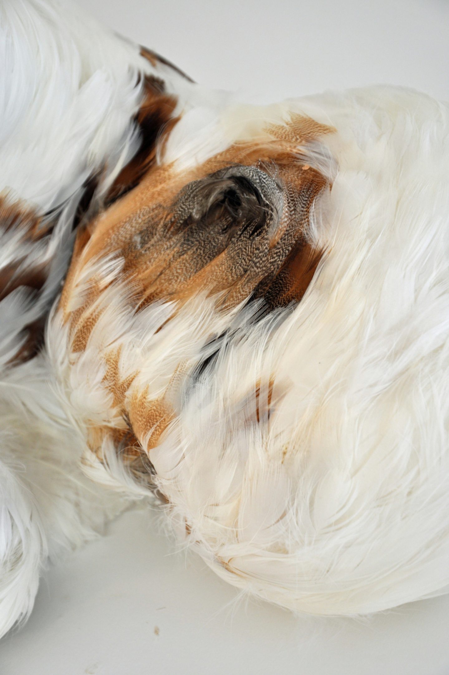 Featherchild by Lucy Glendinning - IGNANT