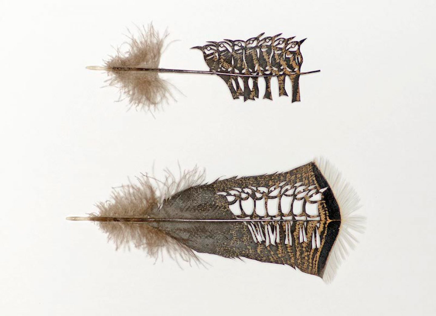 Feather Marvels by Chris Maynard - IGNANT