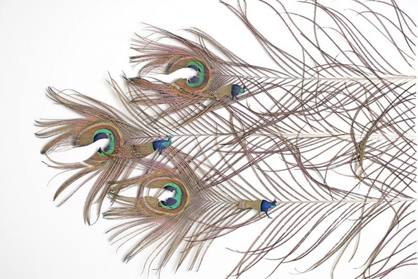 Feather Marvels by Chris Maynard - IGNANT