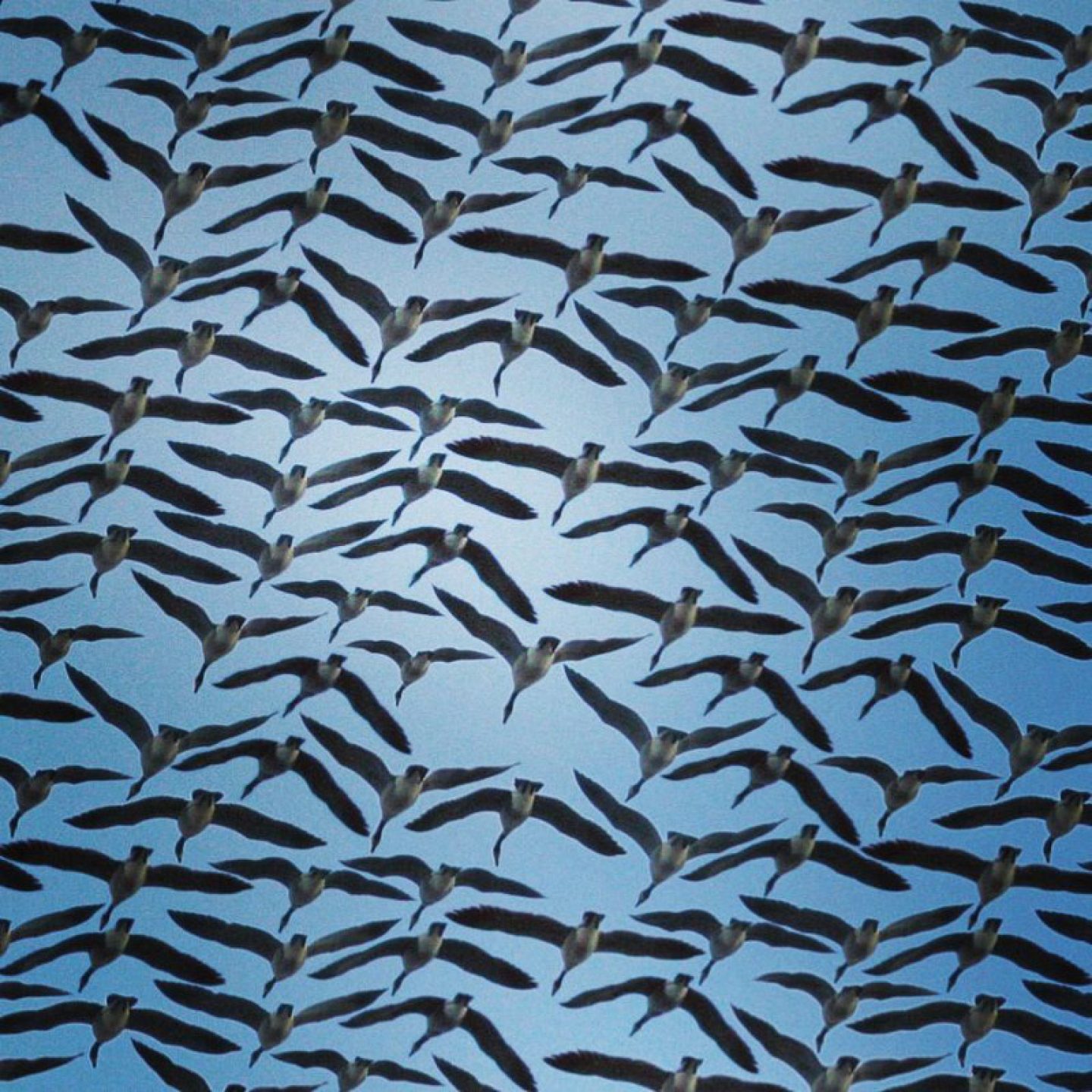 Flying Formation By Shaun Kardinal - IGNANT