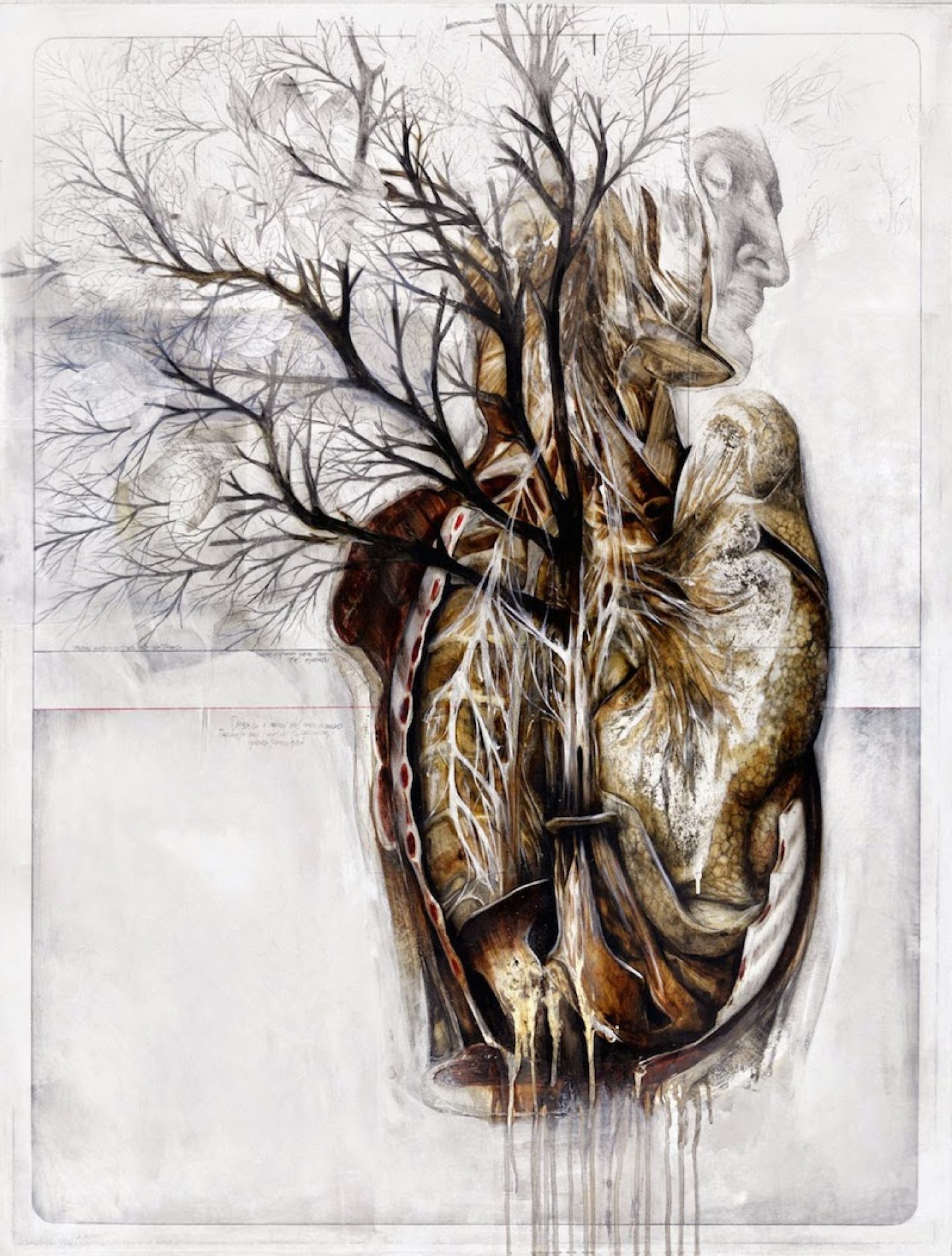 Anatomical Illustrations By Nunzio Paci - IGNANT