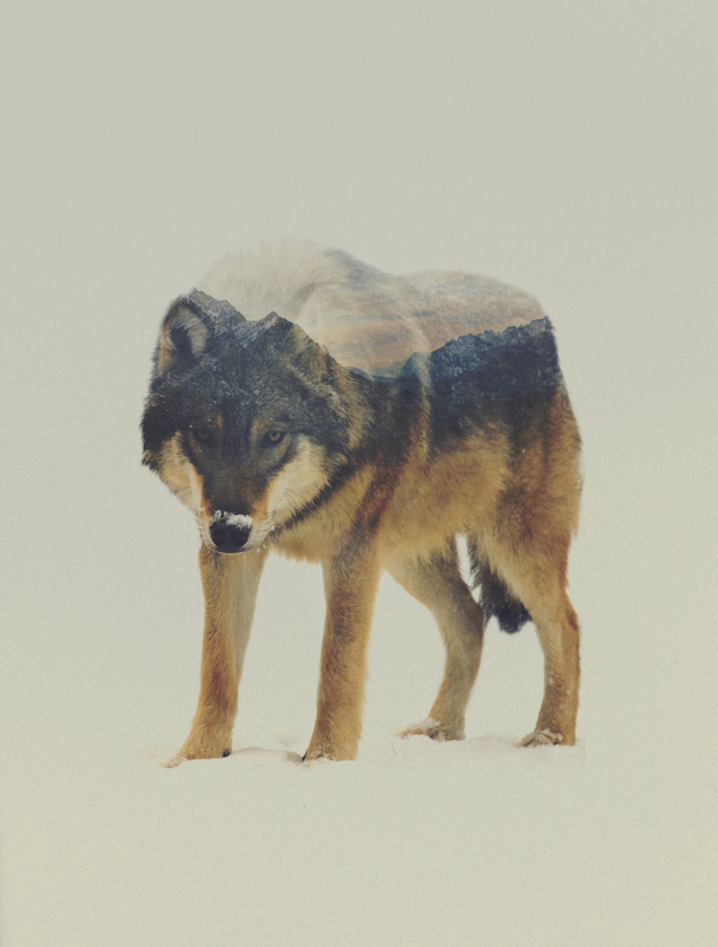 Double Exposure Animal Portraits By Andreas Lie - IGNANT