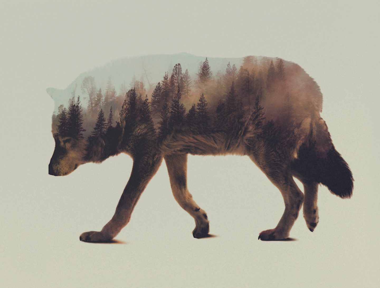 Double Exposure Animal Portraits By Andreas Lie - IGNANT