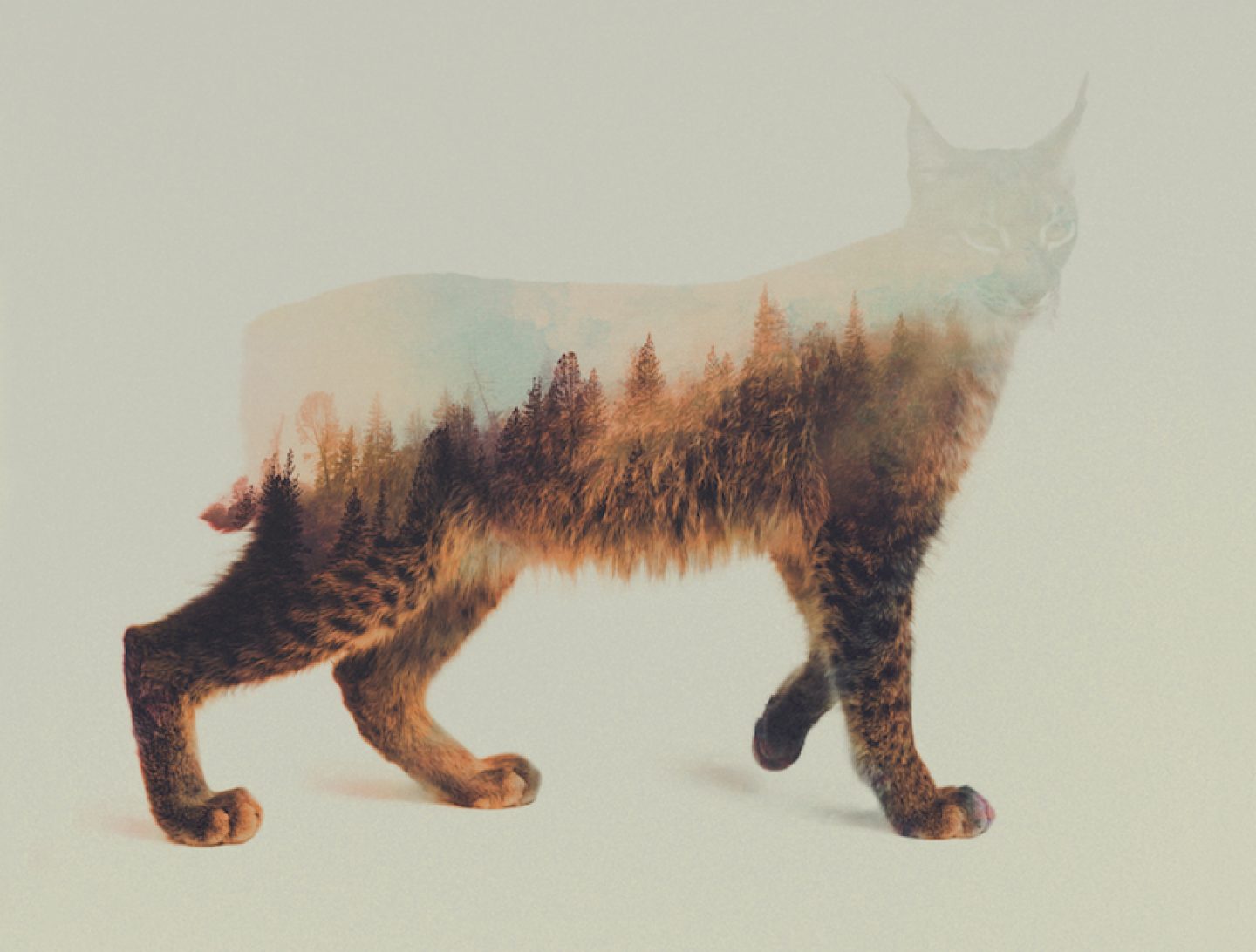 Double Exposure Animal Portraits By Andreas Lie - IGNANT