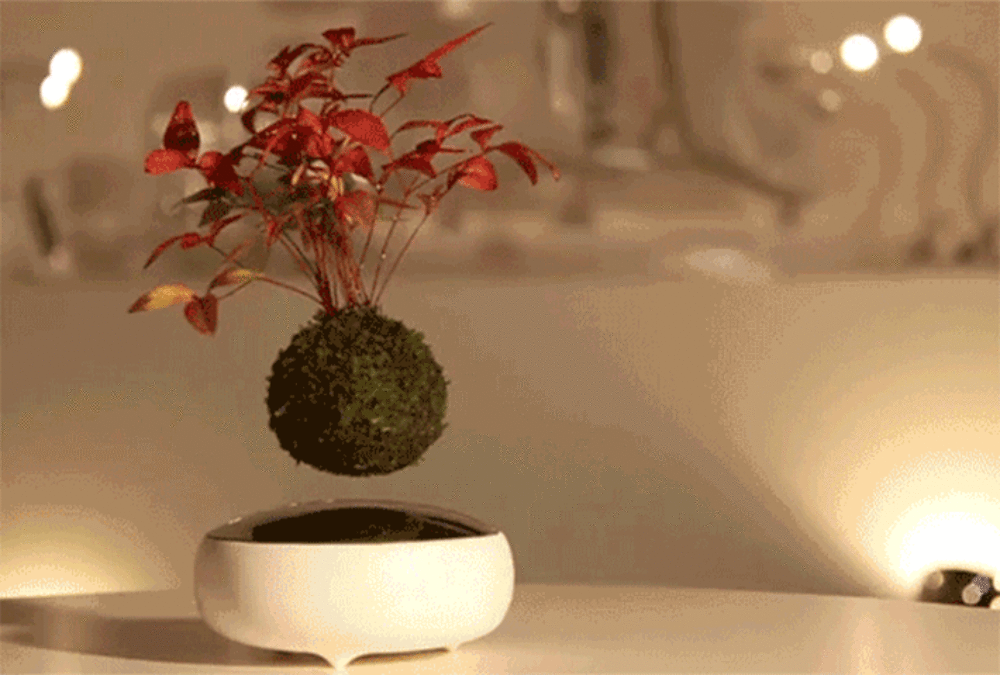 Floating Bonsai Trees By Hoshinchu - IGNANT