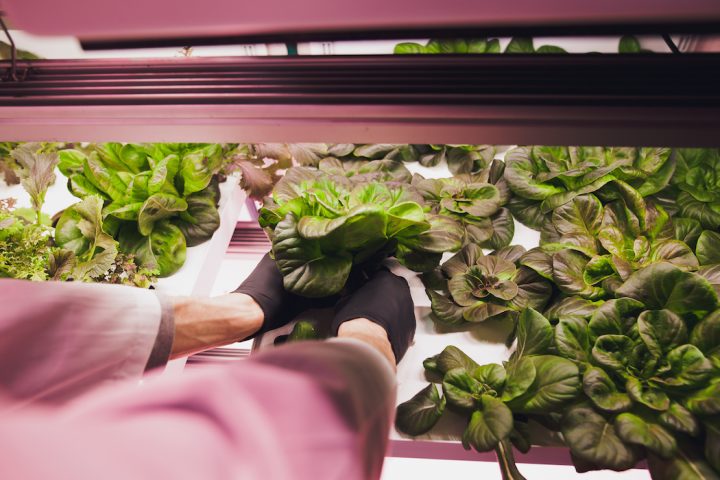 INFARM Indoor Farming · Berlin - IGNANT