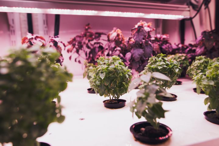 INFARM Indoor Farming · Berlin - IGNANT
