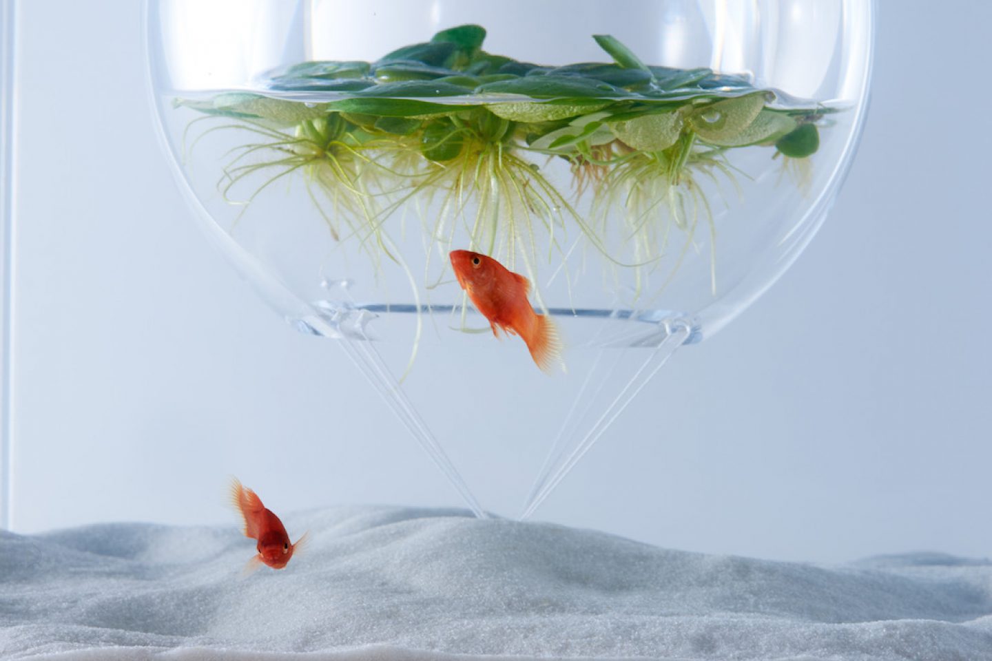 Sculptural Fish Tanks By Misawa Design Institute - IGNANT