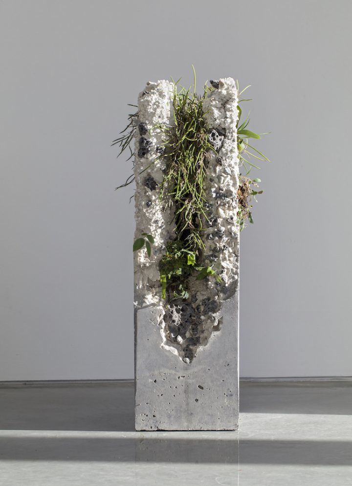 Jamie North Fills Concrete With Australian Plants - IGNANT