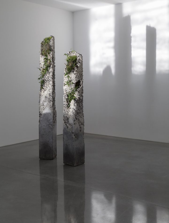 Jamie North Fills Concrete With Australian Plants - IGNANT