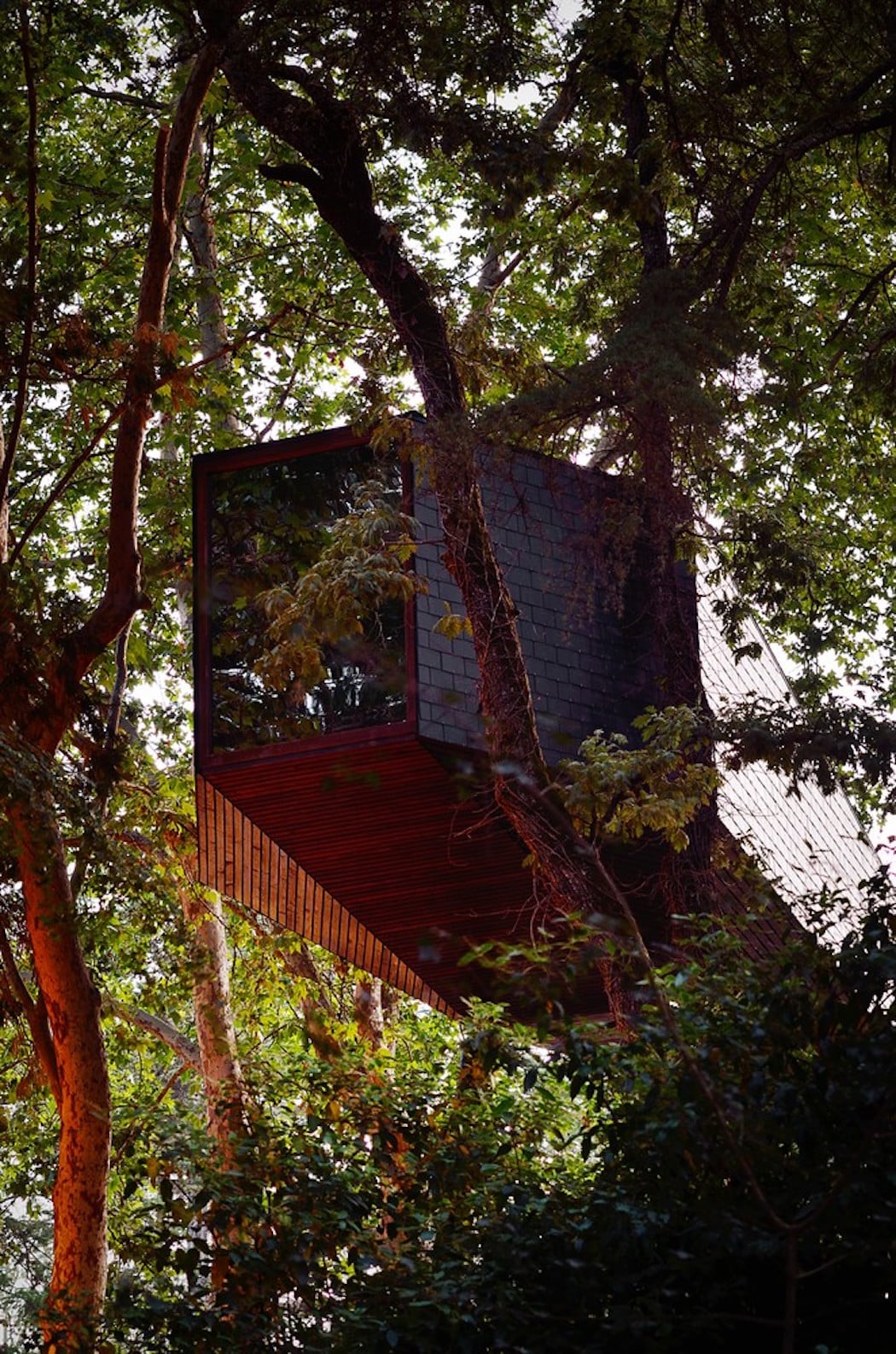 Tree Snake Houses Gliding Between Trees - IGNANT