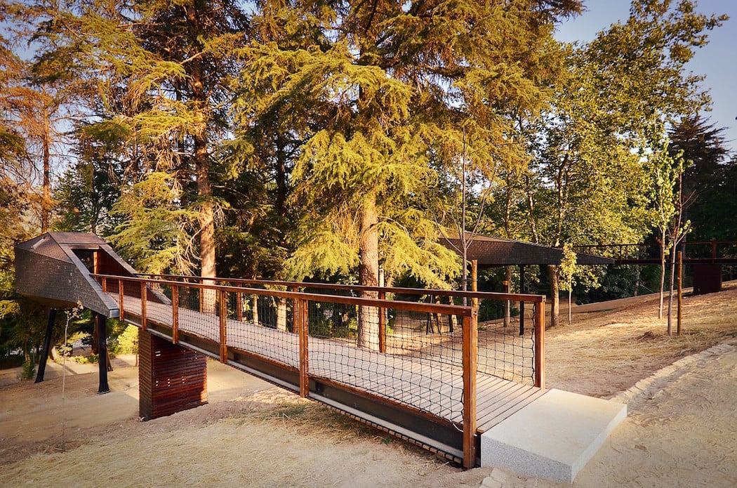 Tree Snake Houses Gliding Between Trees - IGNANT