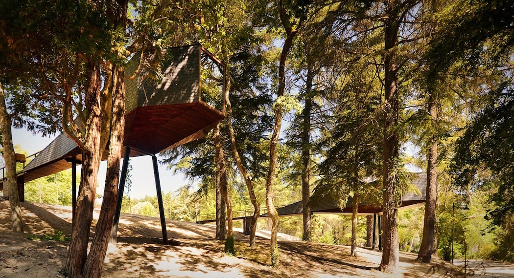 Tree Snake Houses Gliding Between Trees - IGNANT