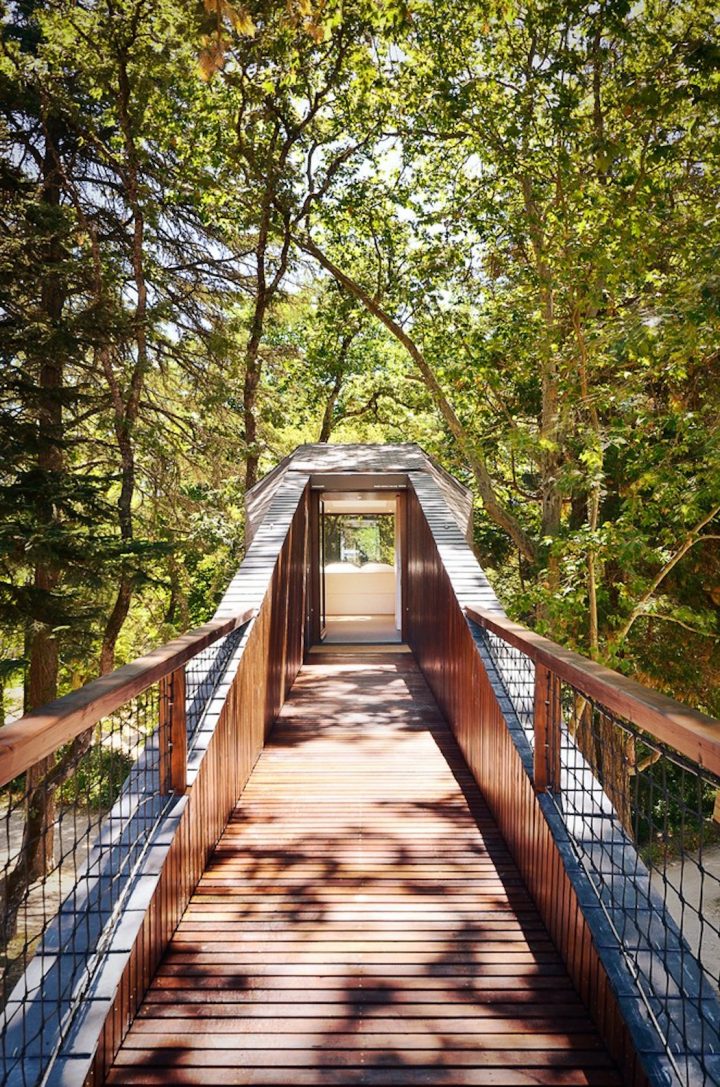 Tree Snake Houses Gliding Between Trees - IGNANT