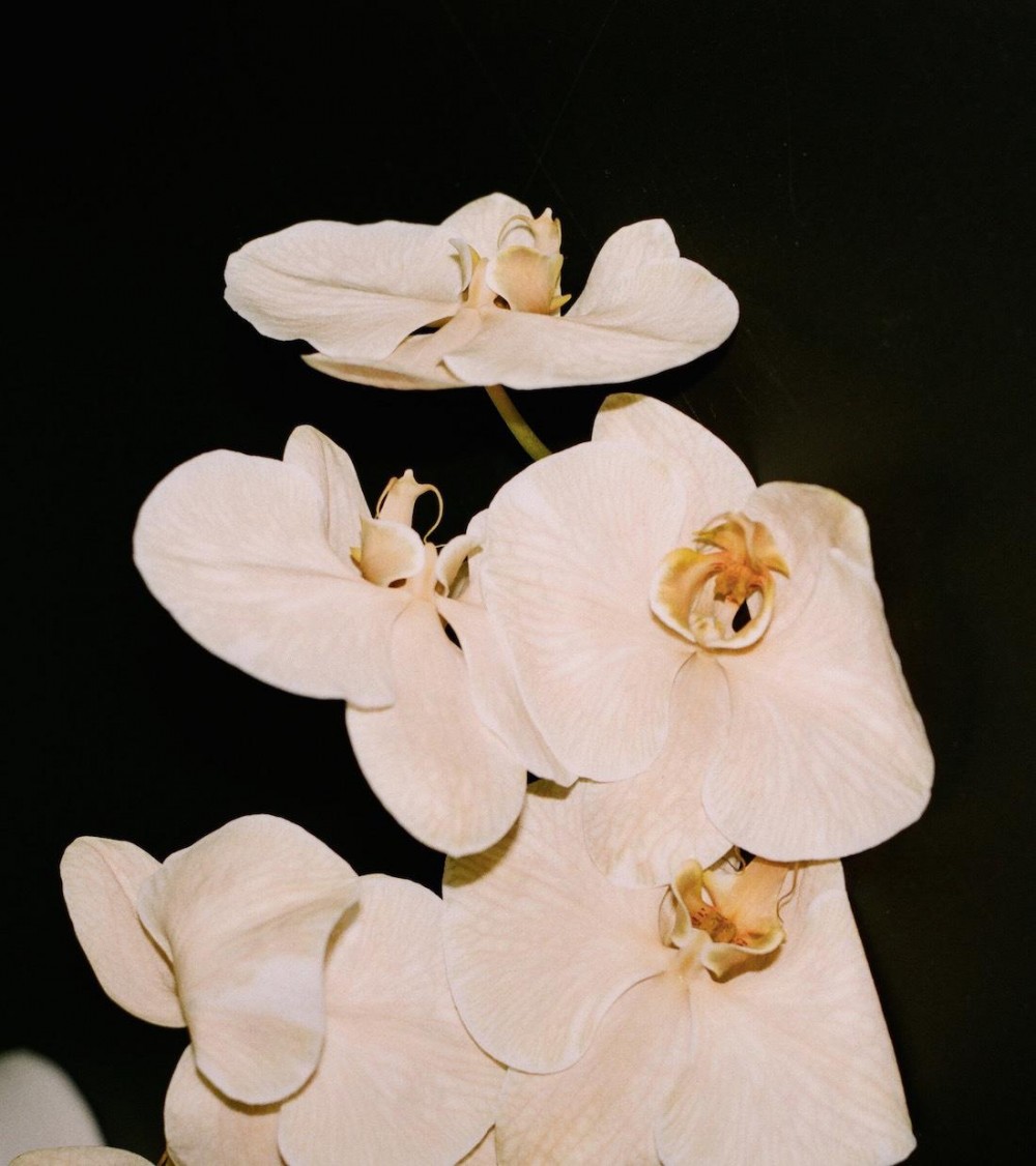 The Posternak Twins - IGNANT