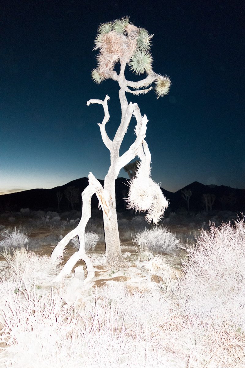 Delaney Allen’s Otherworldly Photography Blurs Fact And Fiction - IGNANT