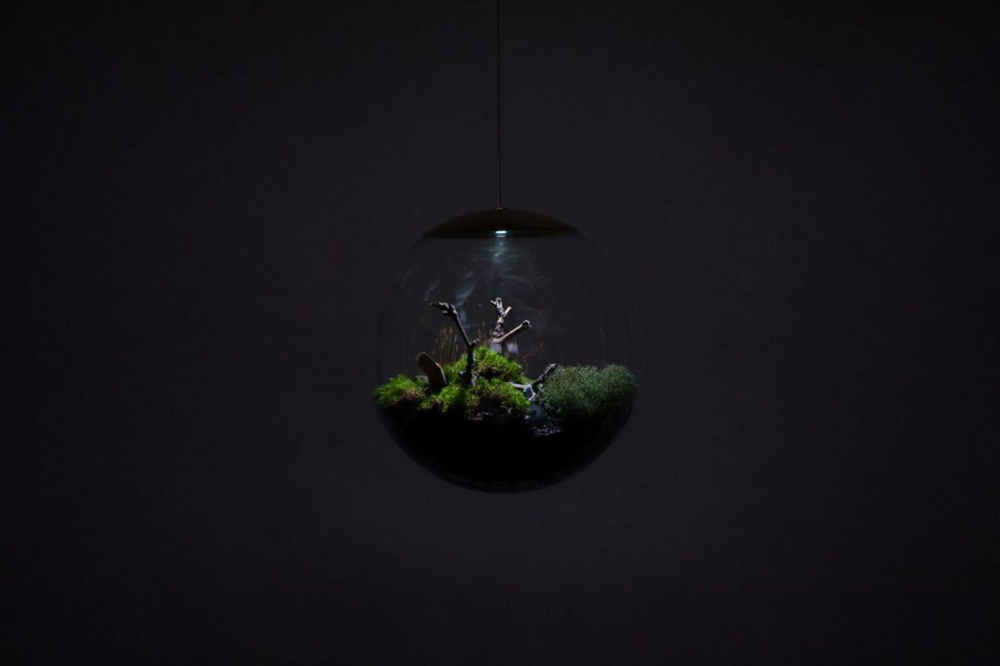 A Unique Glass Terrarium - IGNANT