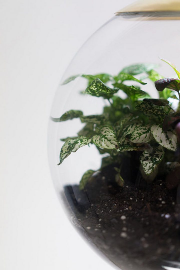 A Unique Glass Terrarium - IGNANT