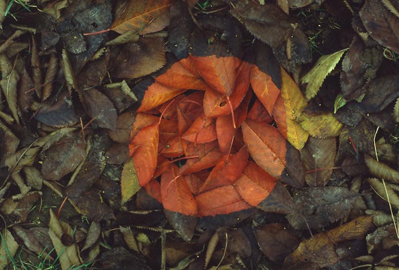 Andy Goldsworthy Portrait