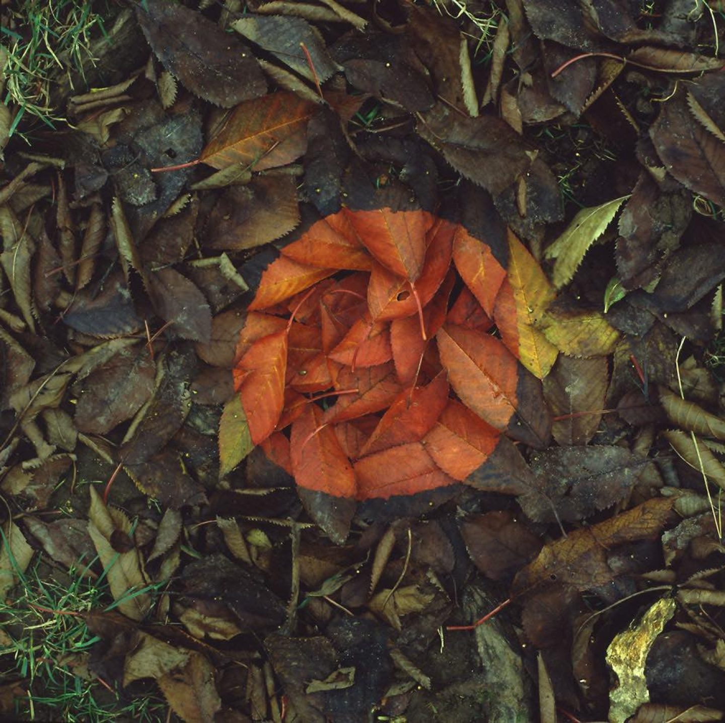Andy Goldsworthy’s Land Art Photography - IGNANT