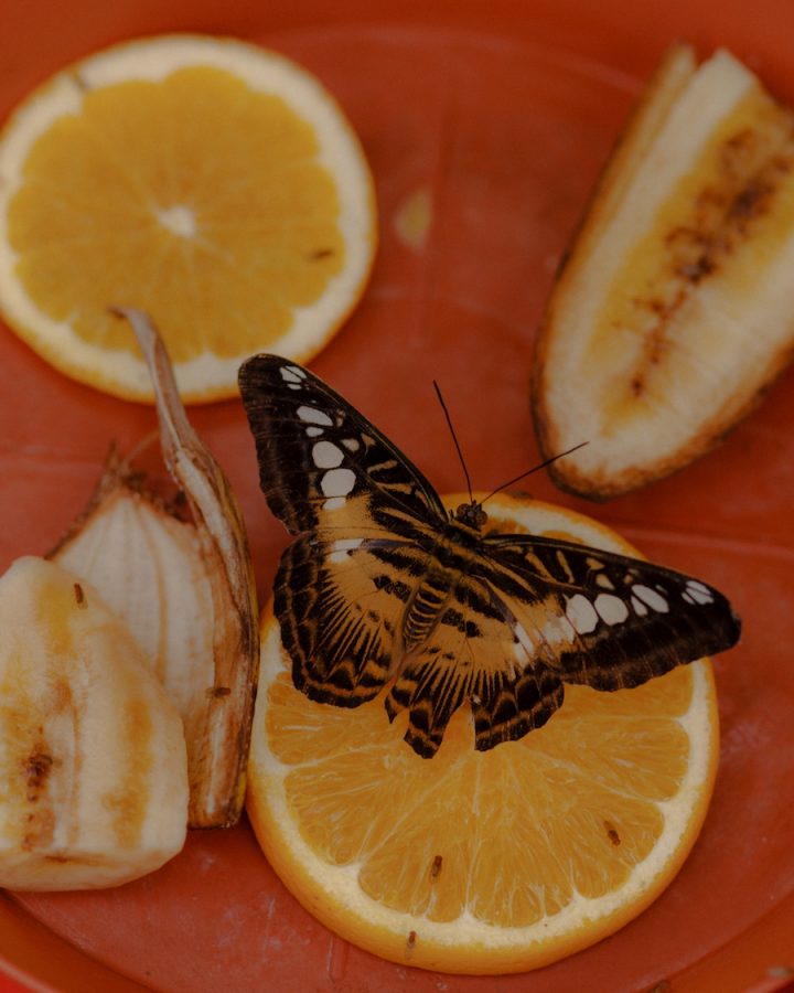 Still Life And Spontaneity By Damien Maloney - IGNANT