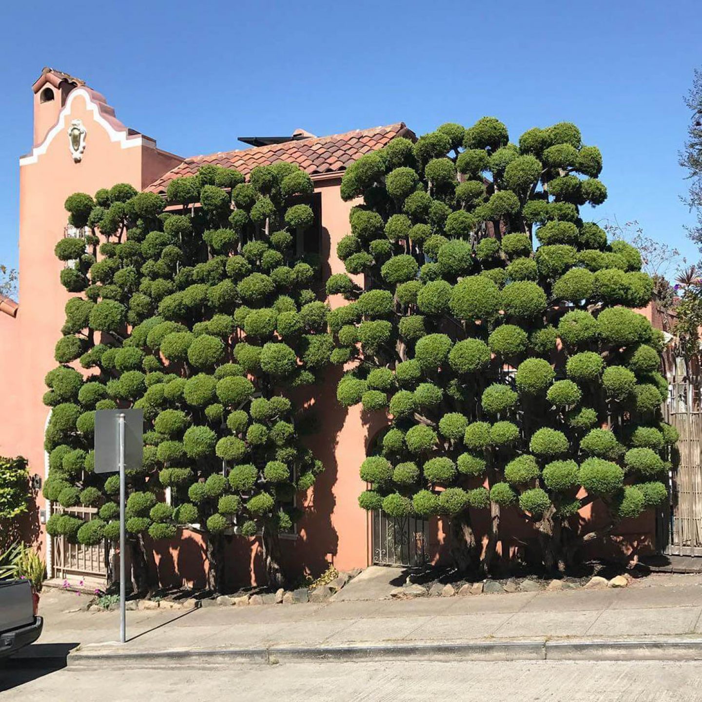 The Weird And Wonderful Foliage Of San Francisco - IGNANT