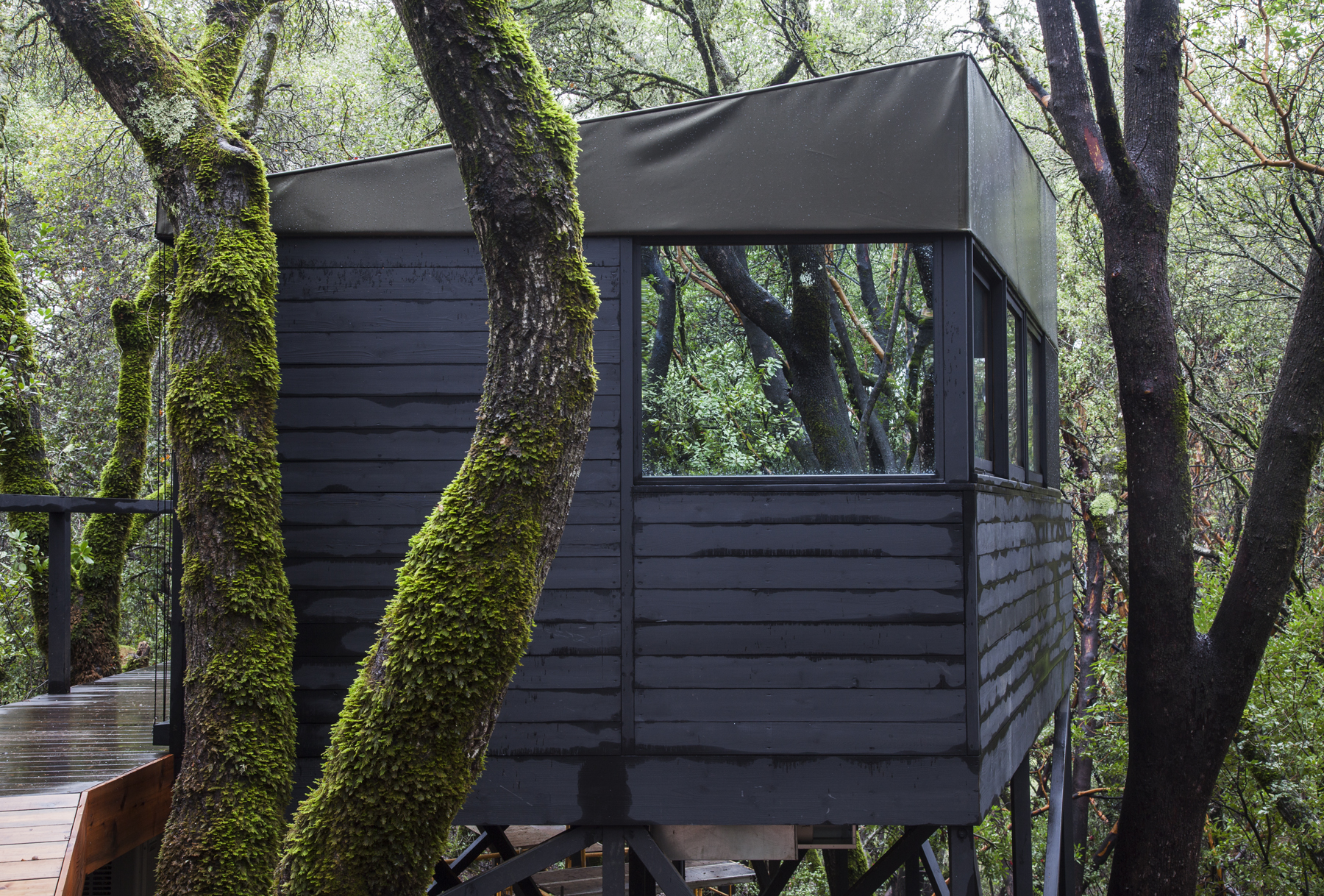 The Forest House In Northern California - IGNANT