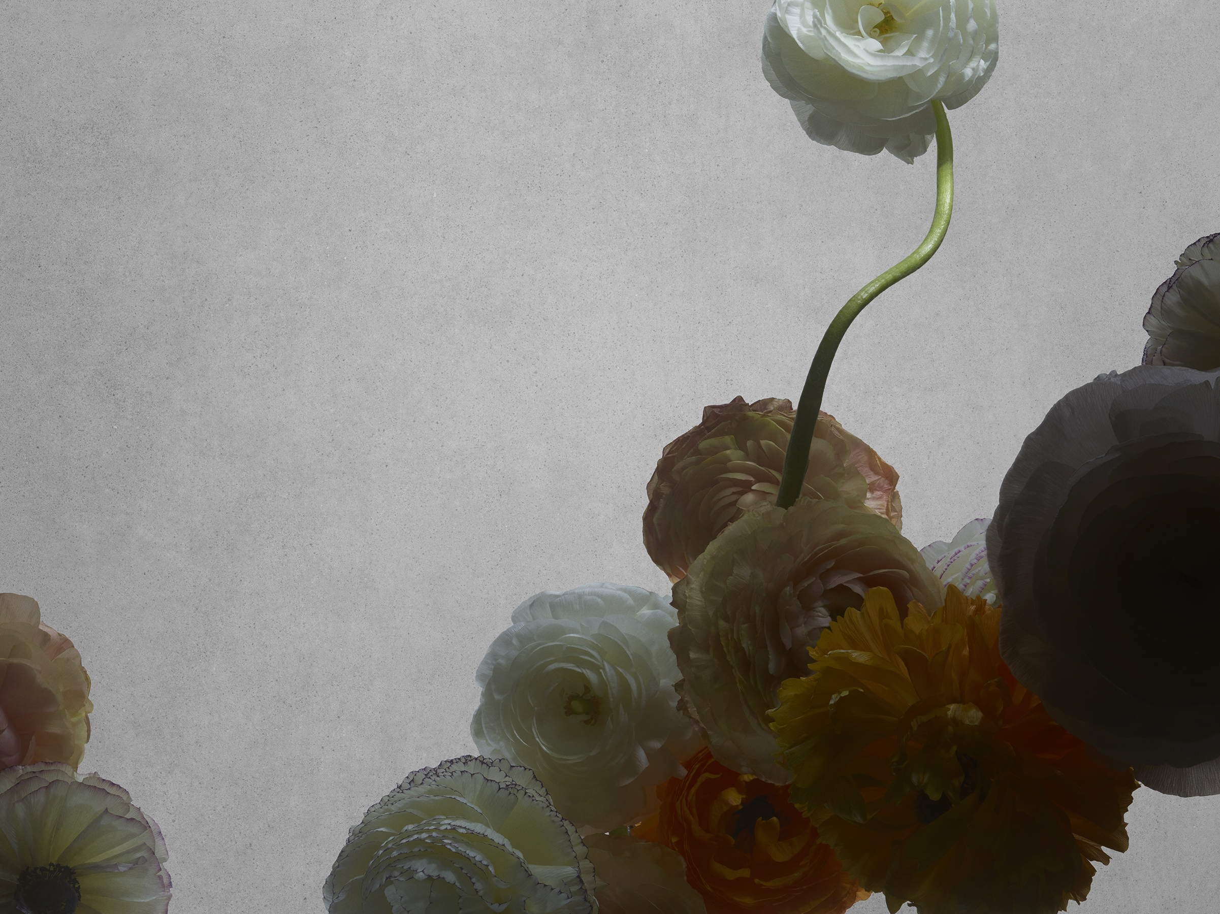 Seductive Satisfaction From Rebecca Scheinberg - IGNANT