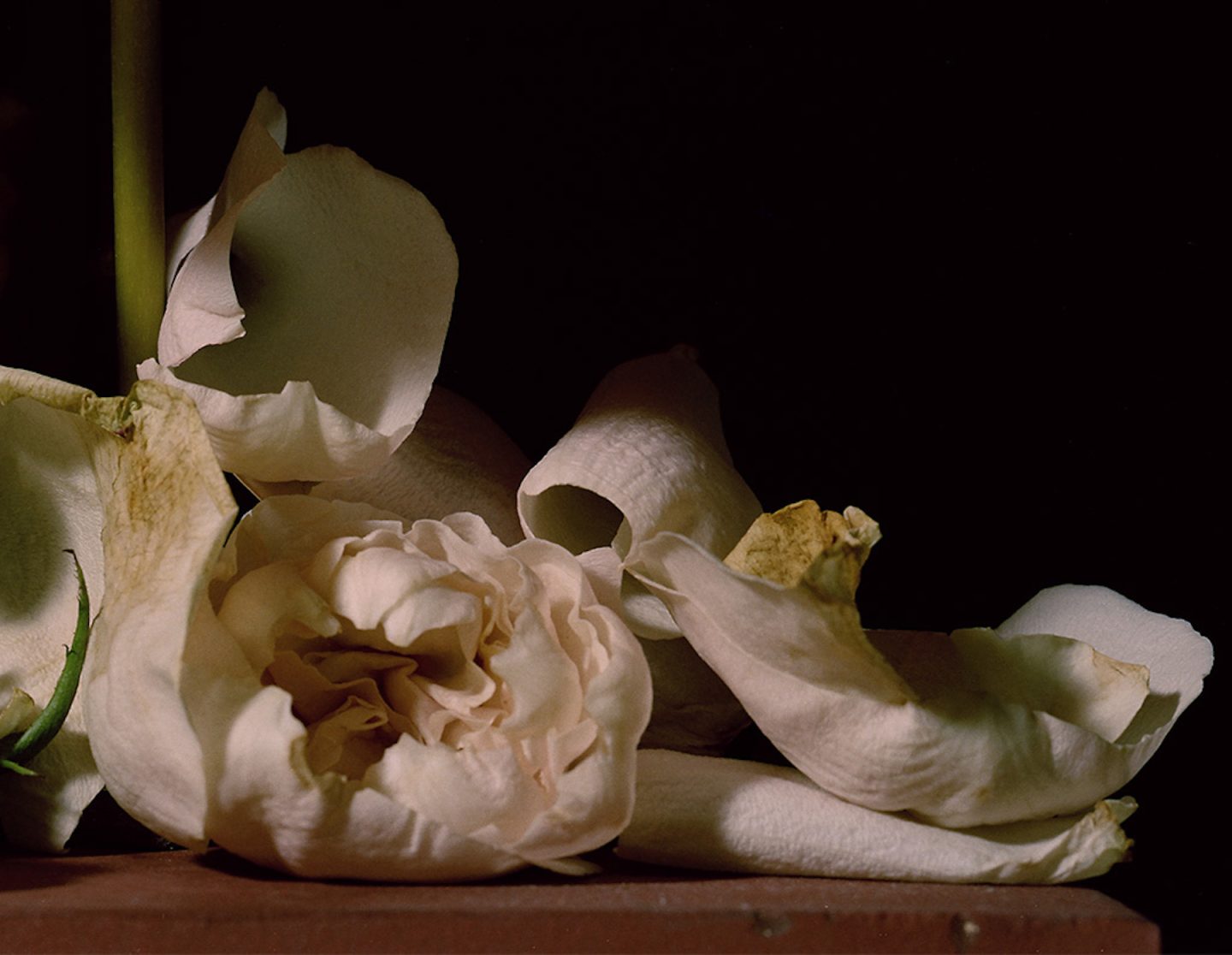 Enter New Dimensions With Robin Stein’s Photos - IGNANT