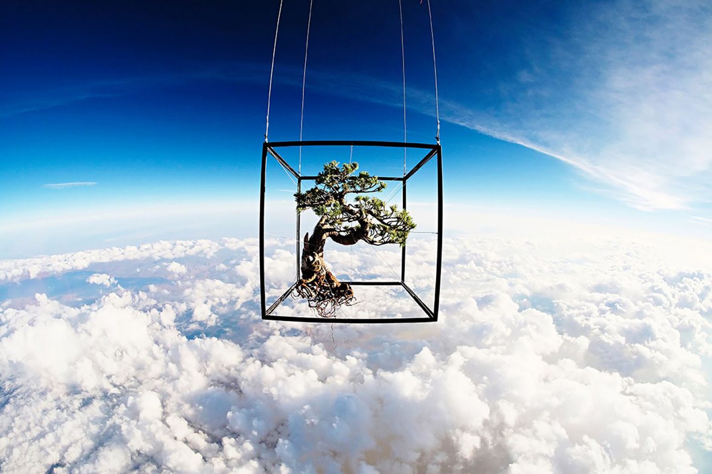 Exobiotanica Takes Flowers To Space - IGNANT