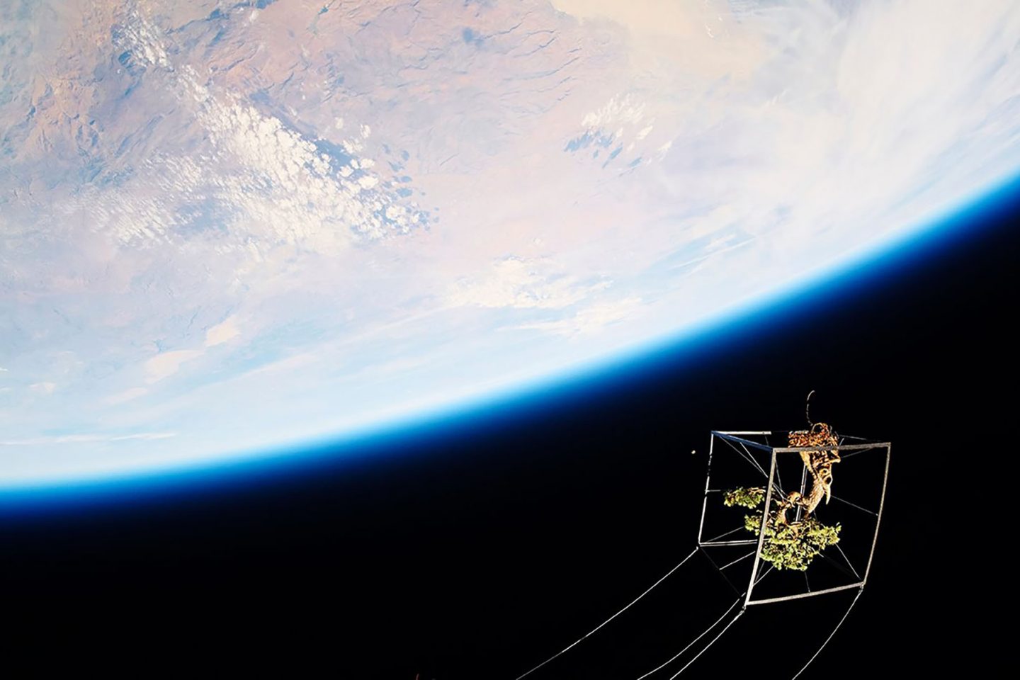 Exobiotanica Takes Flowers To Space - IGNANT