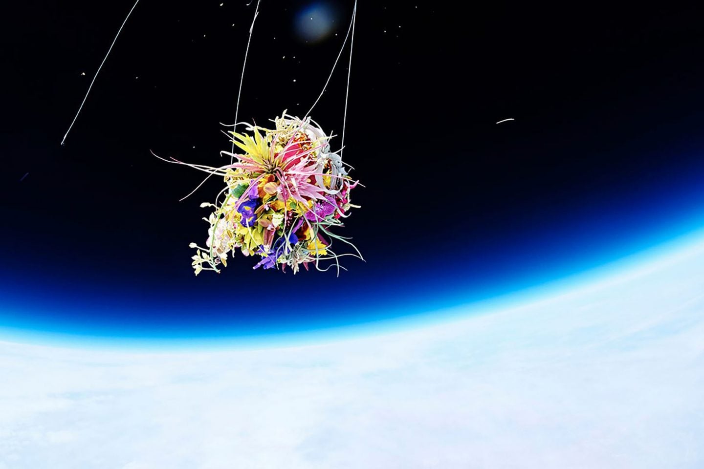 Exobiotanica Takes Flowers To Space - IGNANT