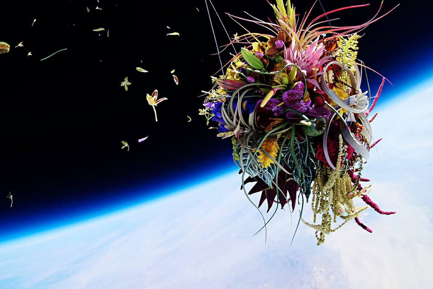 Exobiotanica Takes Flowers To Space - IGNANT