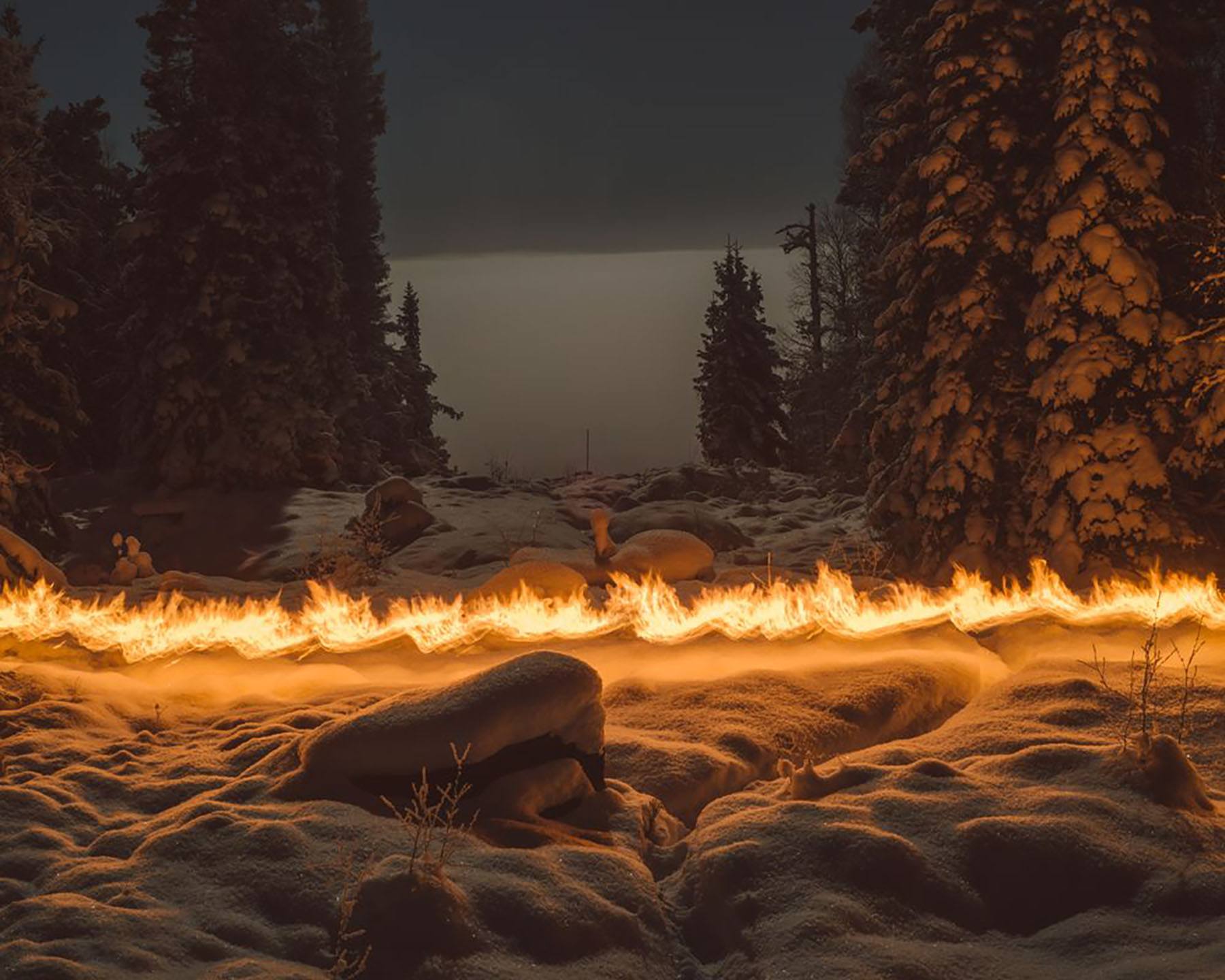Razing A Forest: Terje Abusdal's Slash And Burn - IGNANT