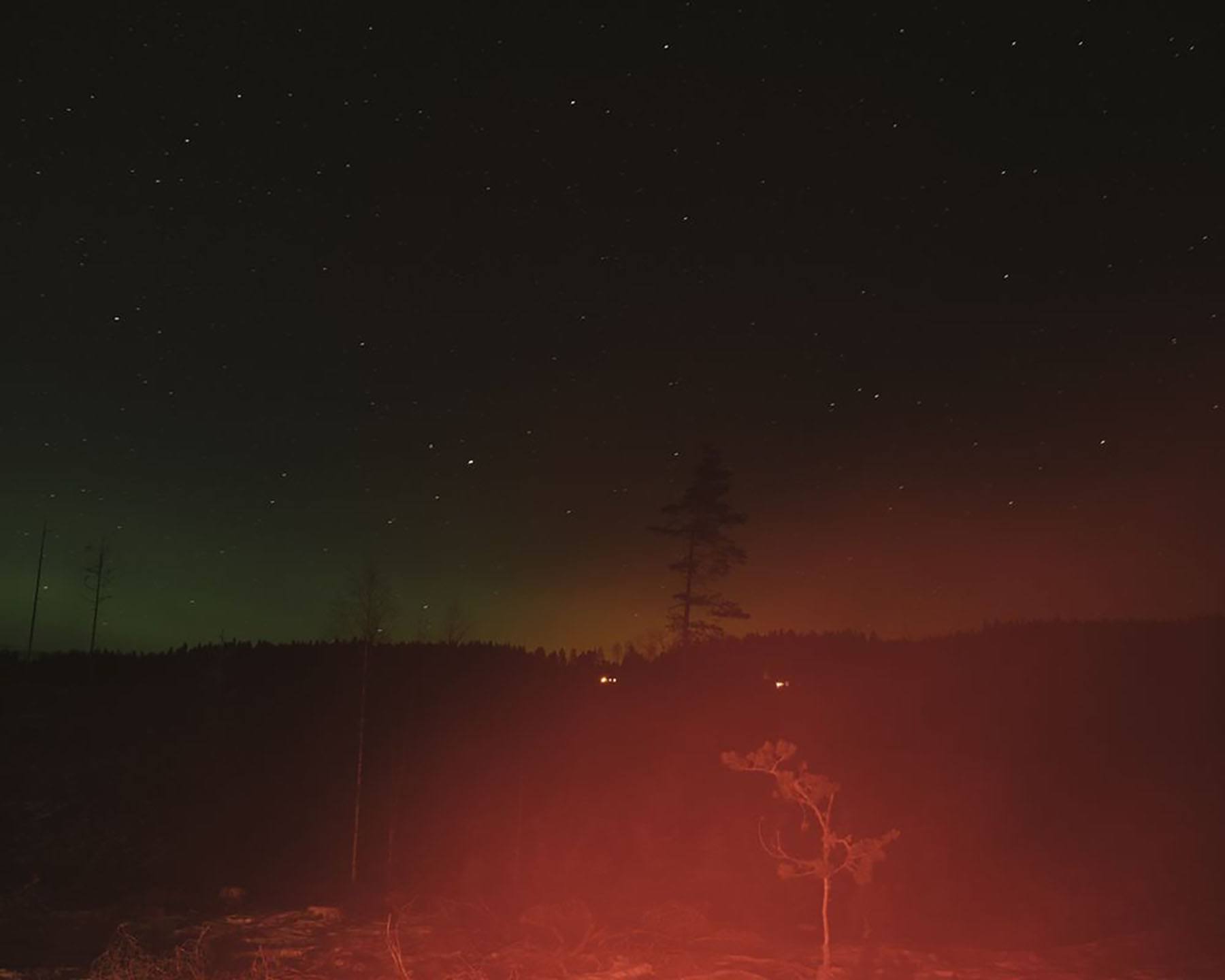 Razing A Forest: Terje Abusdal's Slash And Burn - IGNANT