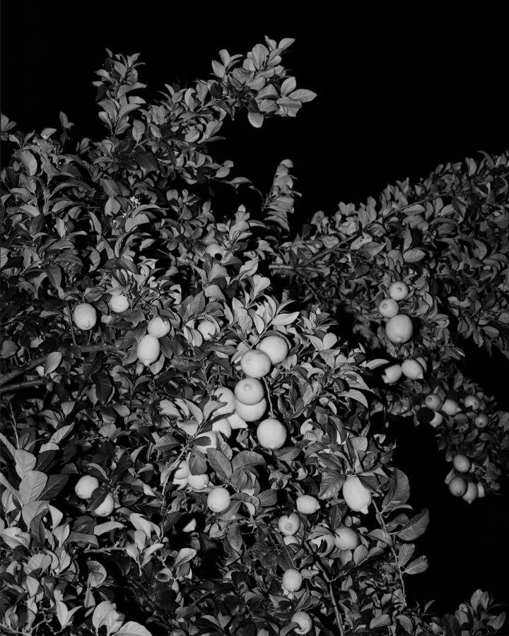 The Coldness Of Golden Persimmons, By Brian Kanagaki - IGNANT