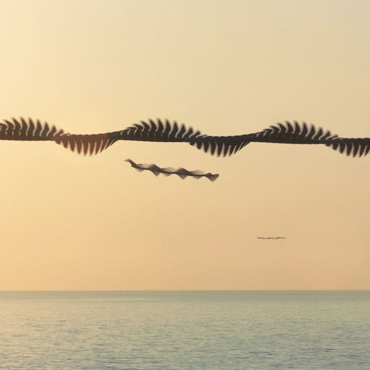 Xavi Bou Traces The Invisible Flight Patterns Of Birds - IGNANT