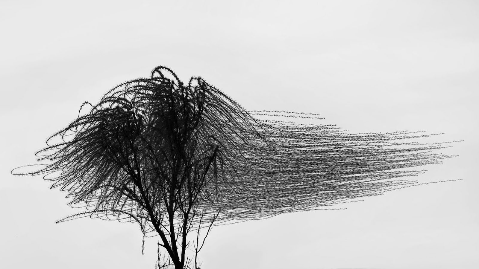 Xavi Bou Traces The Invisible Flight Patterns Of Birds - IGNANT